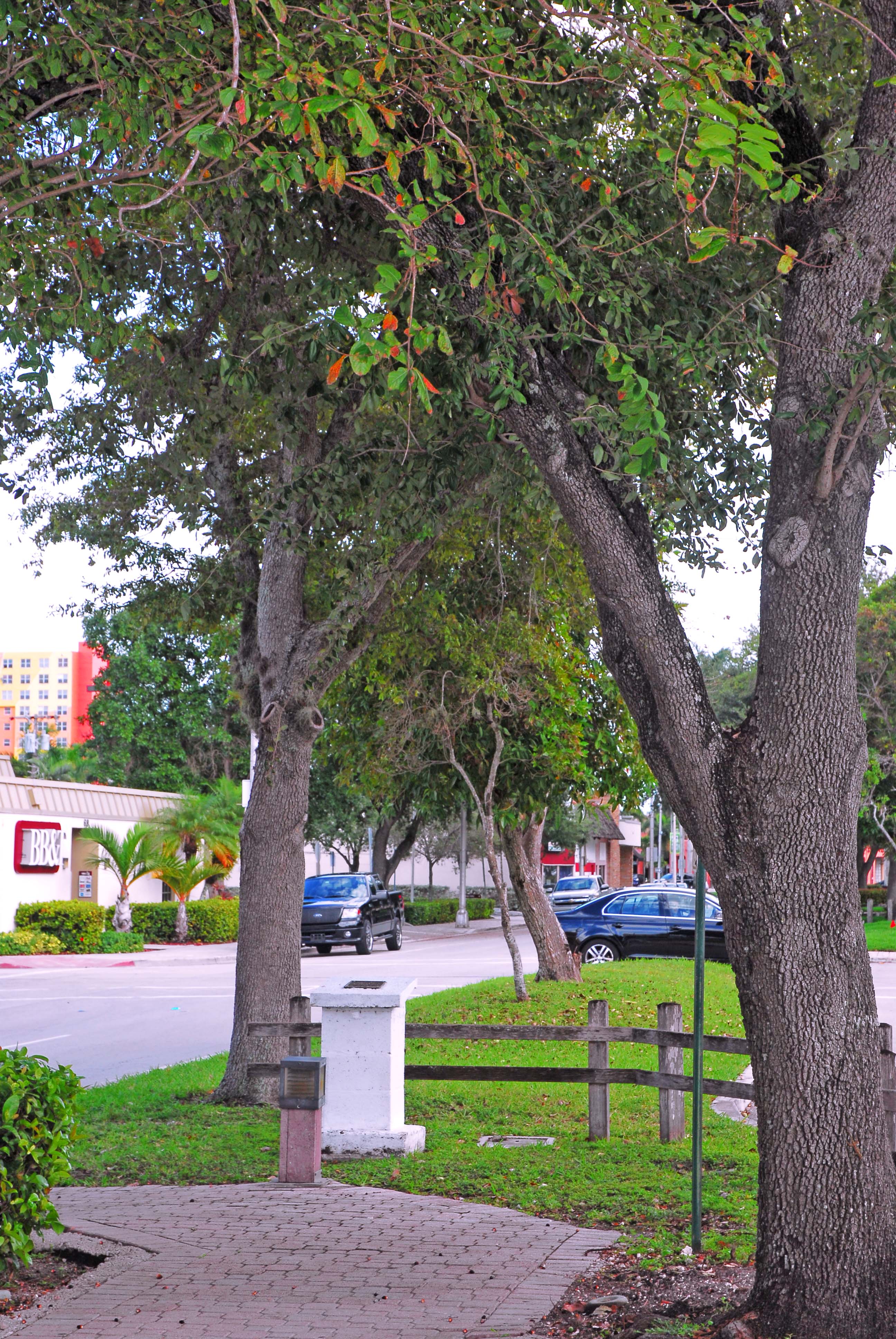 Andy Clark Sr. Memorial | Miami Springs FL